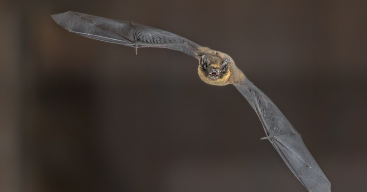 Bat Removal | Wild Things Wildlife